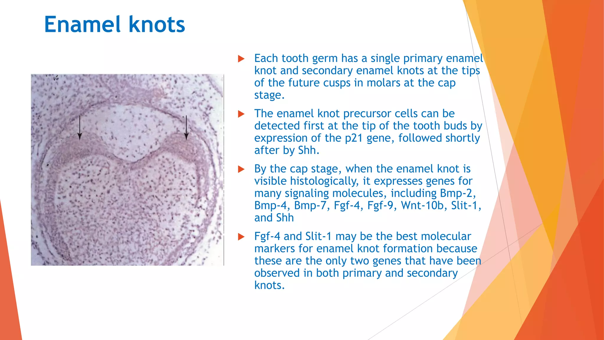 Development of teeth and supporting structures ppt Dr. Vasavi Reddy | PPTX