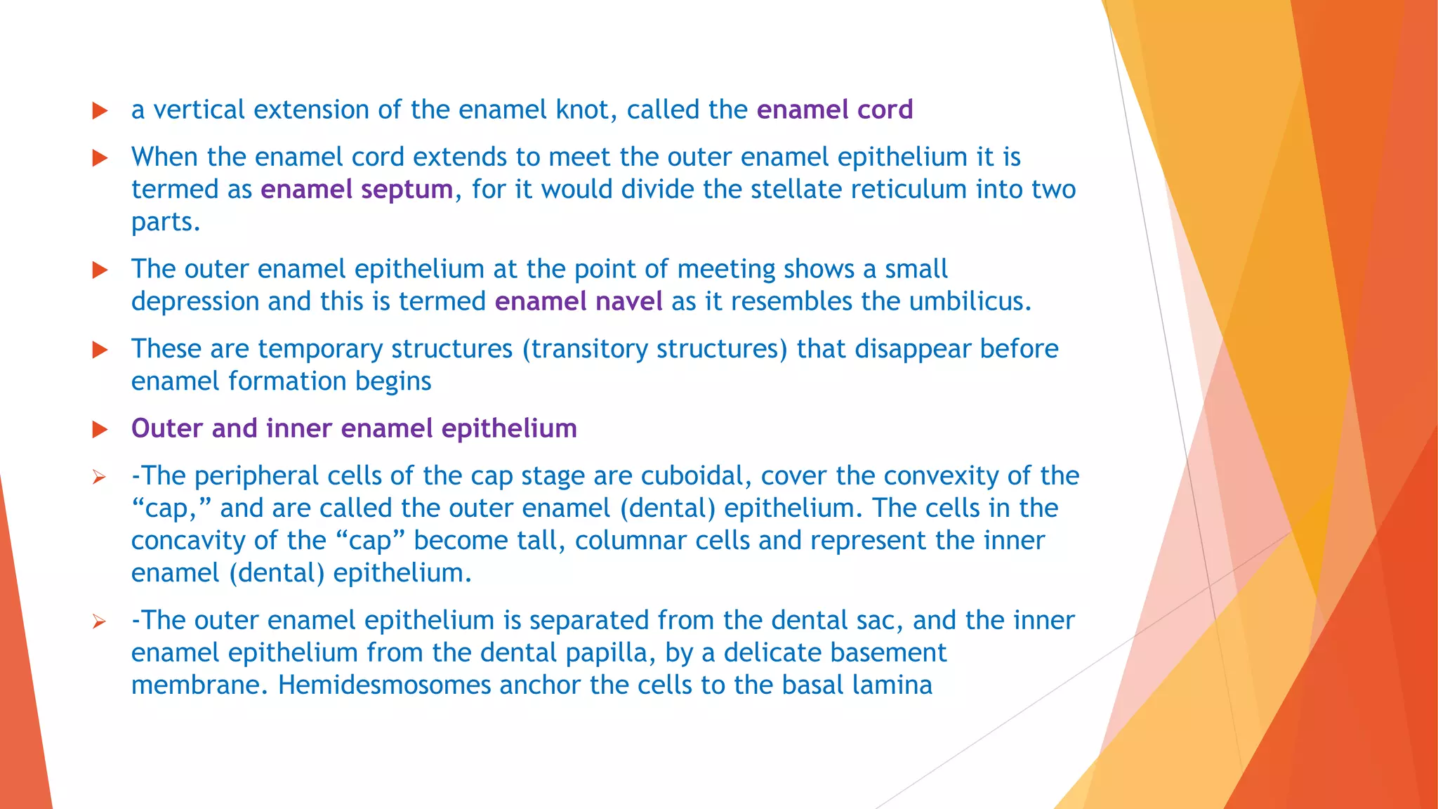 Development of teeth and supporting structures ppt Dr. Vasavi Reddy | PPTX