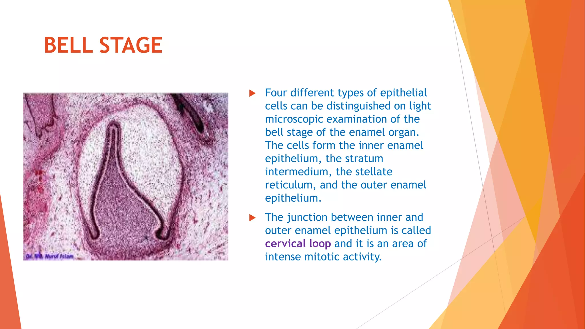 Development of teeth and supporting structures ppt Dr. Vasavi Reddy | PPTX