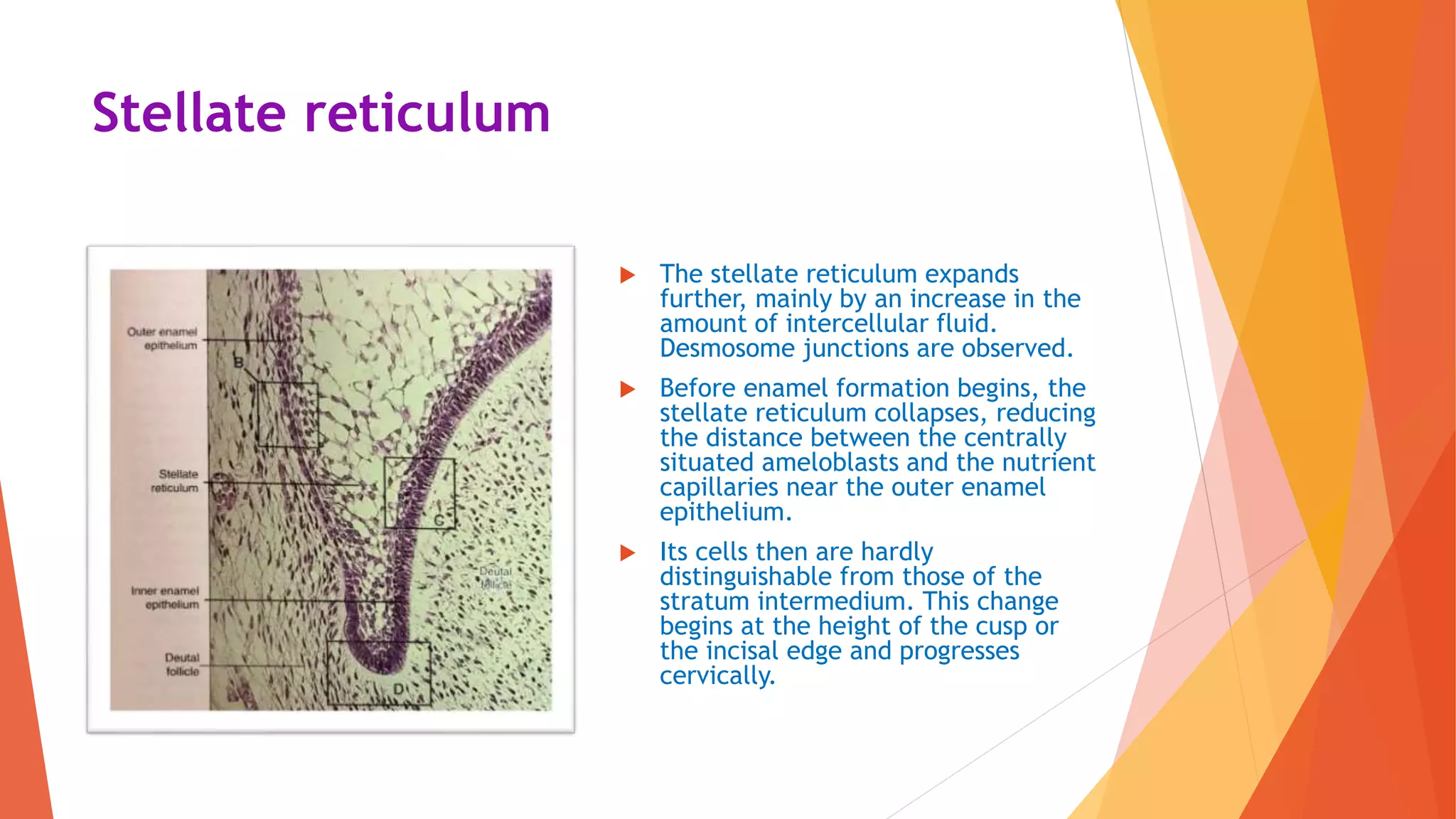 Development of teeth and supporting structures ppt Dr. Vasavi Reddy | PPTX