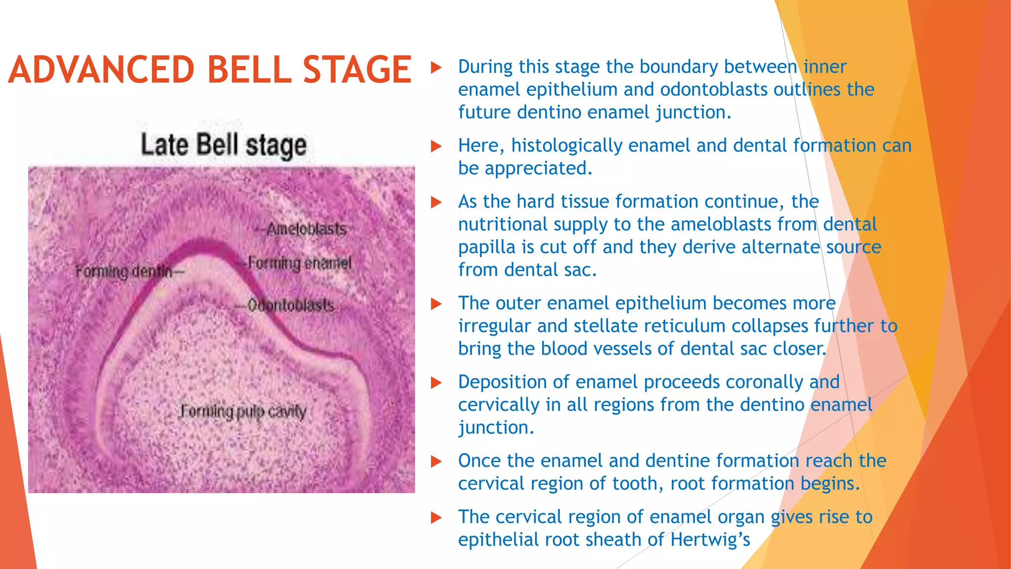 Development of teeth and supporting structures ppt Dr. Vasavi Reddy | PPTX