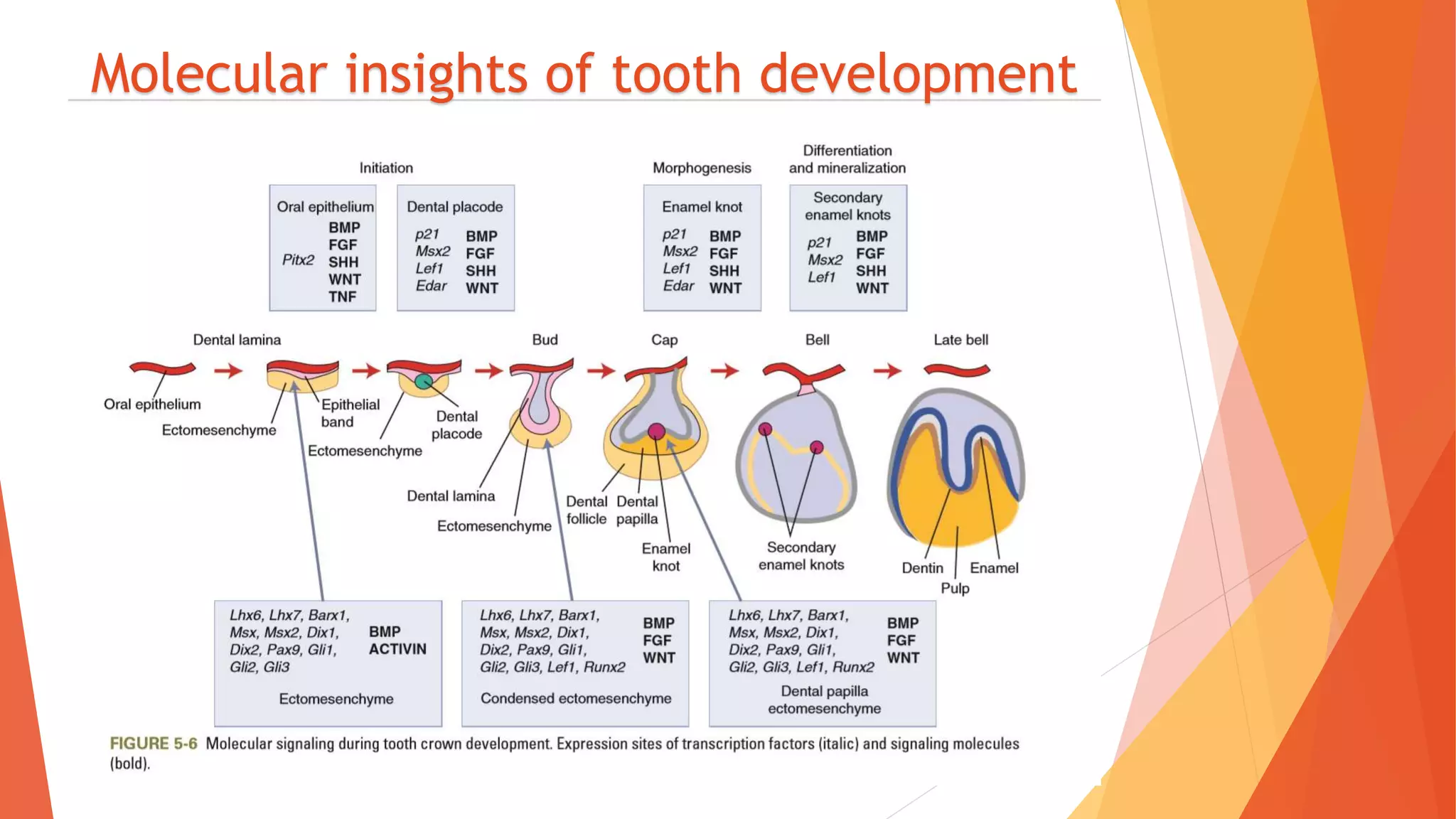 Development of teeth and supporting structures ppt Dr. Vasavi Reddy | PPTX