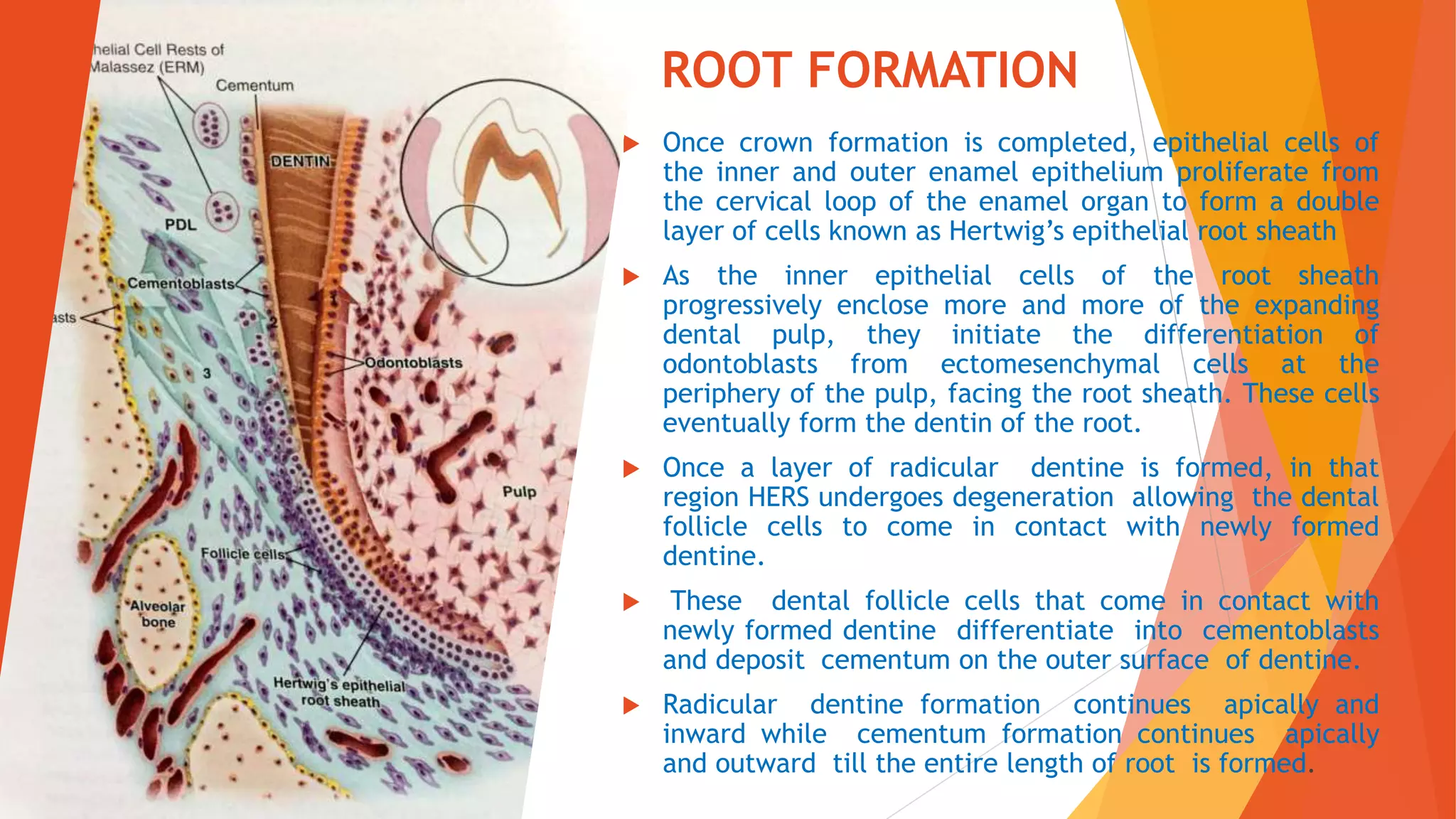 Development of teeth and supporting structures ppt Dr. Vasavi Reddy | PPTX