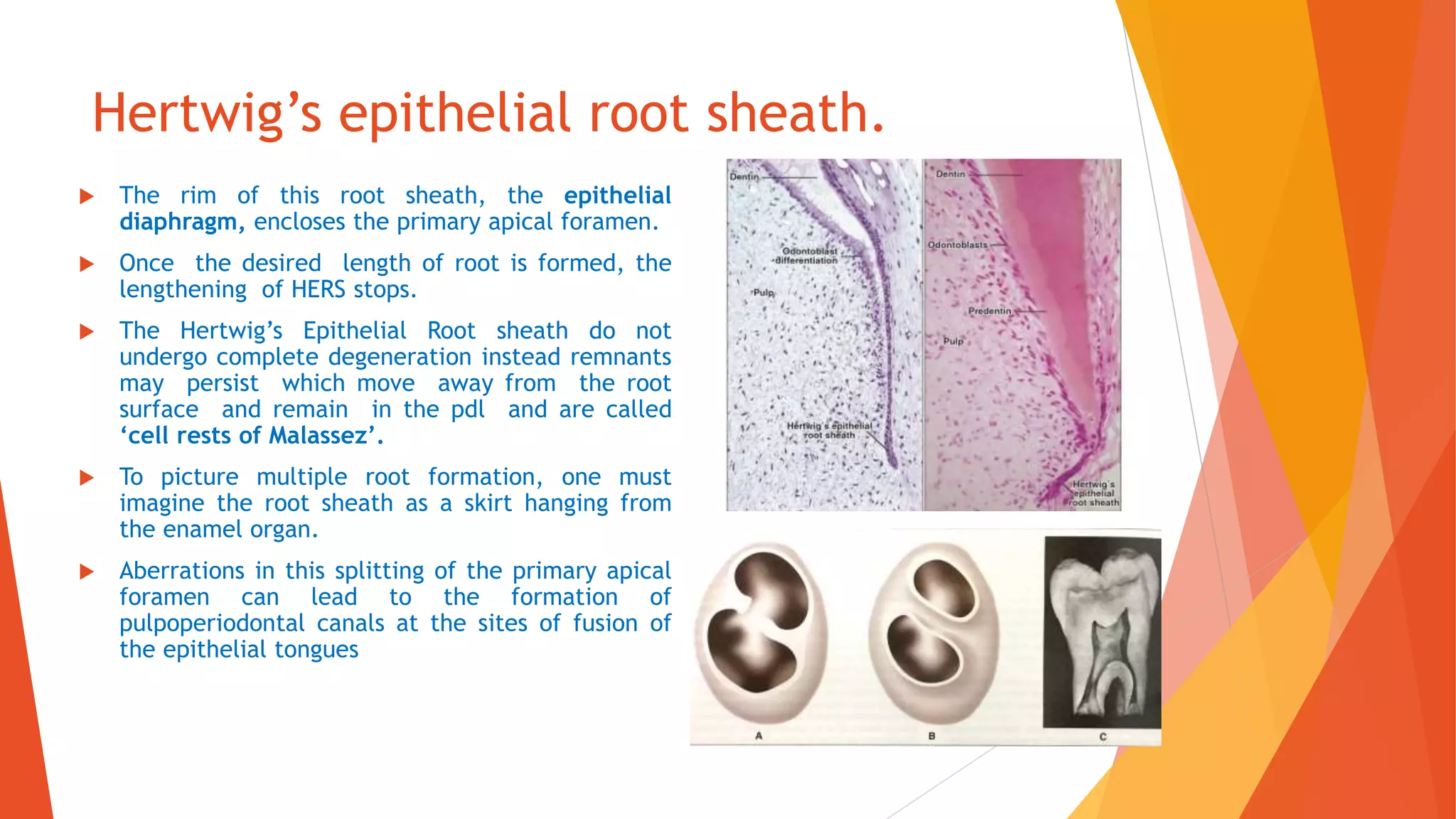Development of teeth and supporting structures ppt Dr. Vasavi Reddy | PPTX