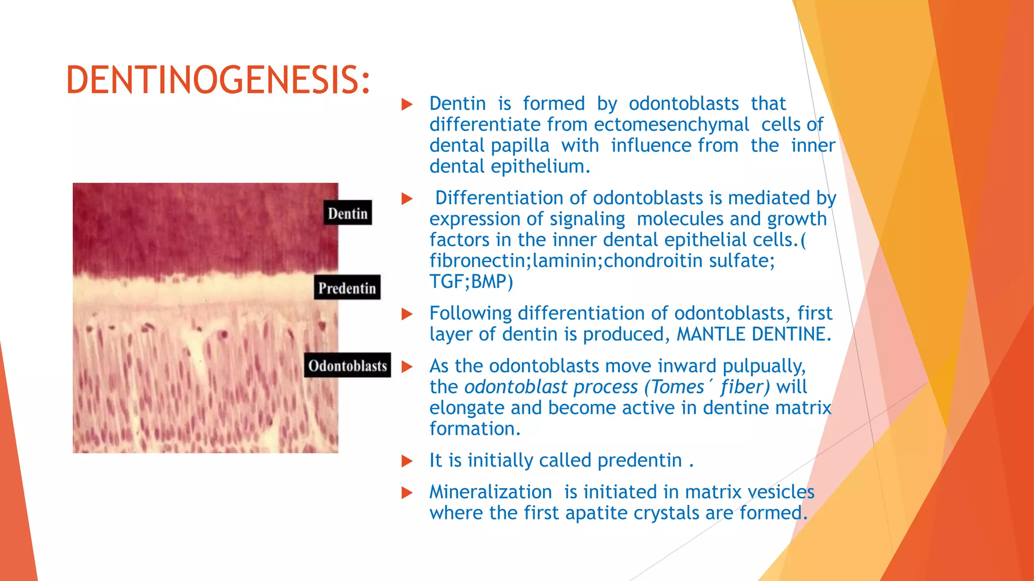 Development of teeth and supporting structures ppt Dr. Vasavi Reddy | PPTX