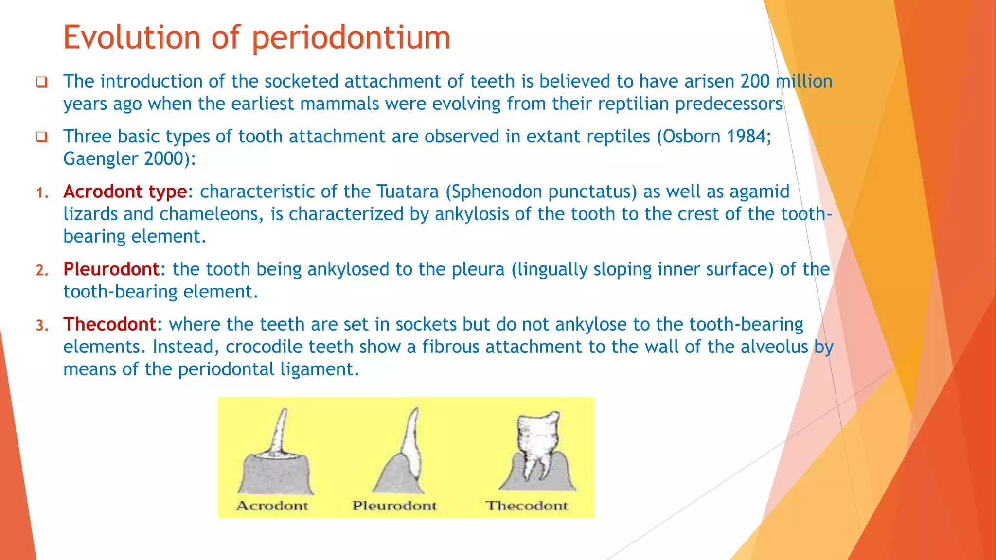 Development of teeth and supporting structures ppt Dr. Vasavi Reddy | PPTX
