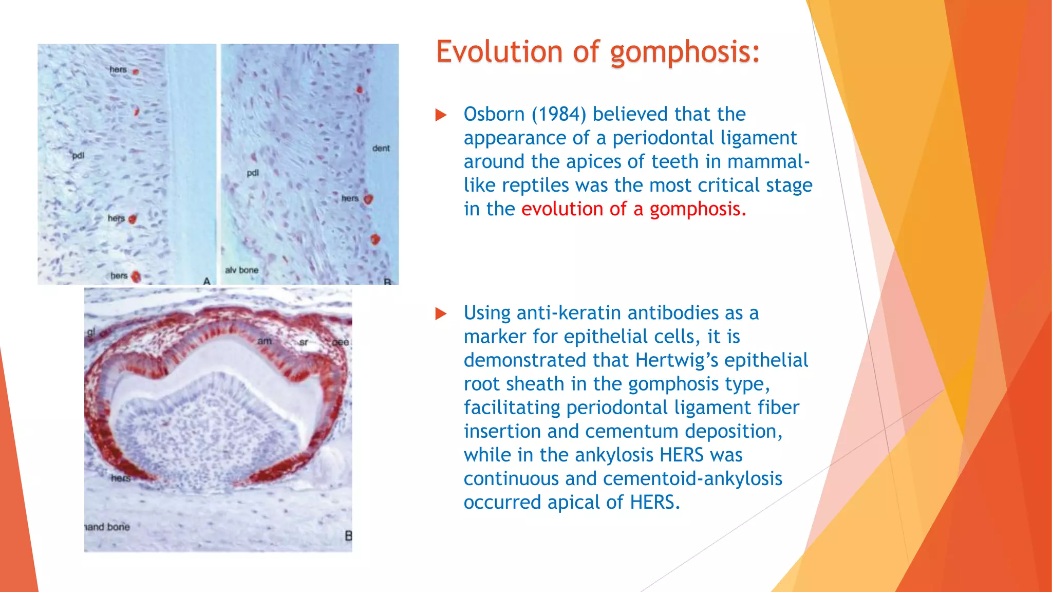 Development of teeth and supporting structures ppt Dr. Vasavi Reddy | PPTX