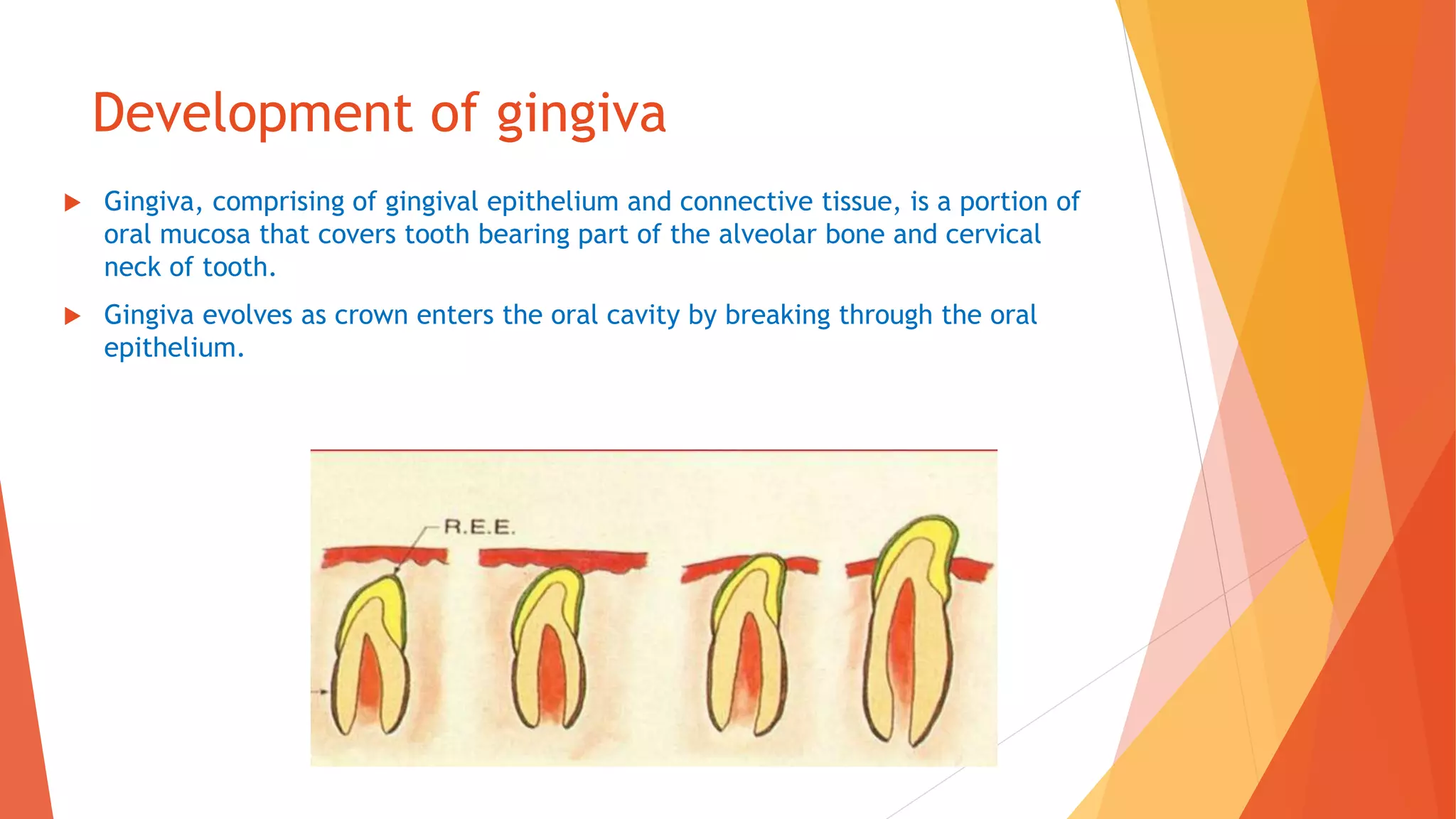 Development of teeth and supporting structures ppt Dr. Vasavi Reddy | PPTX