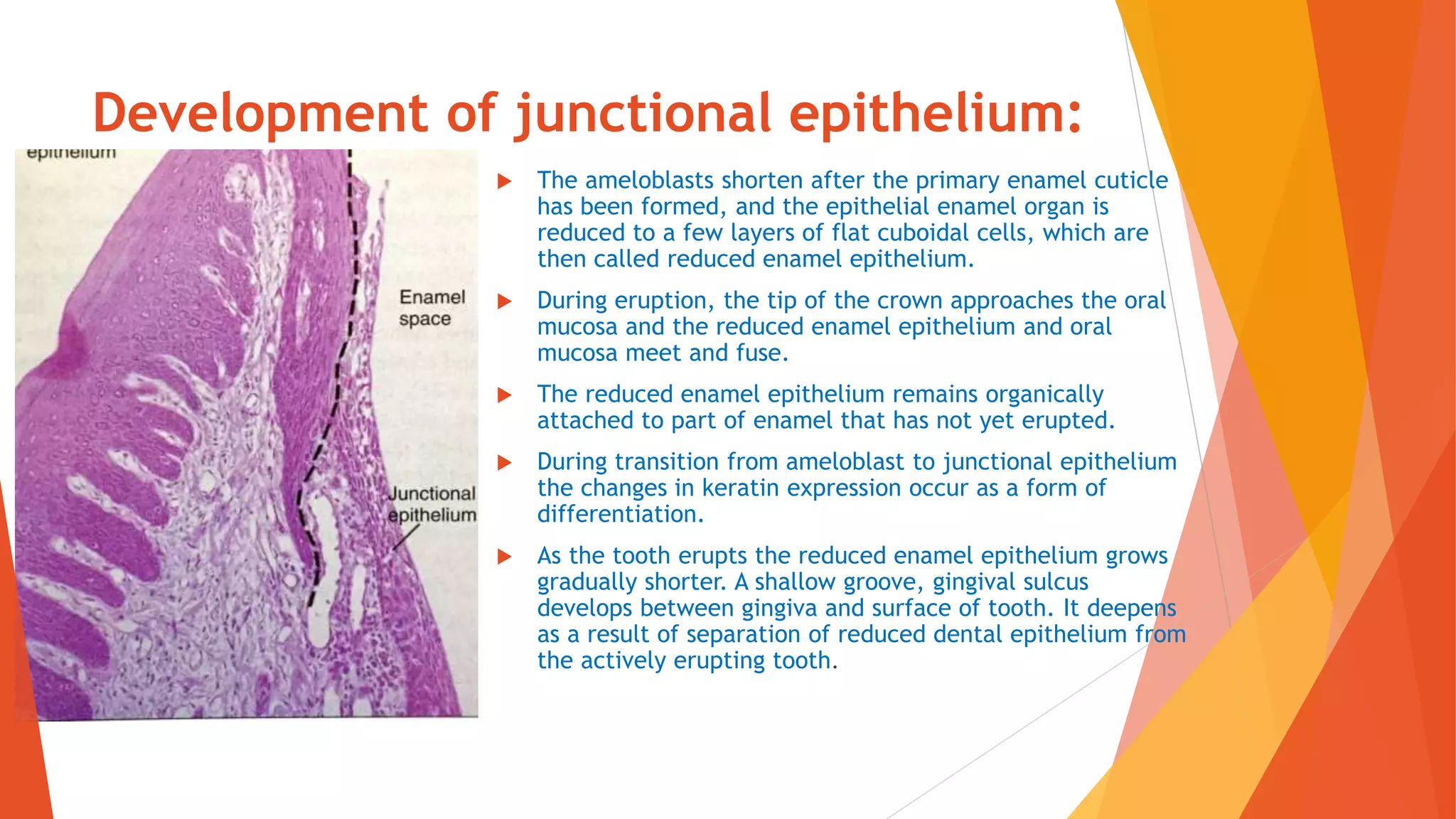 Development of teeth and supporting structures ppt Dr. Vasavi Reddy | PPTX