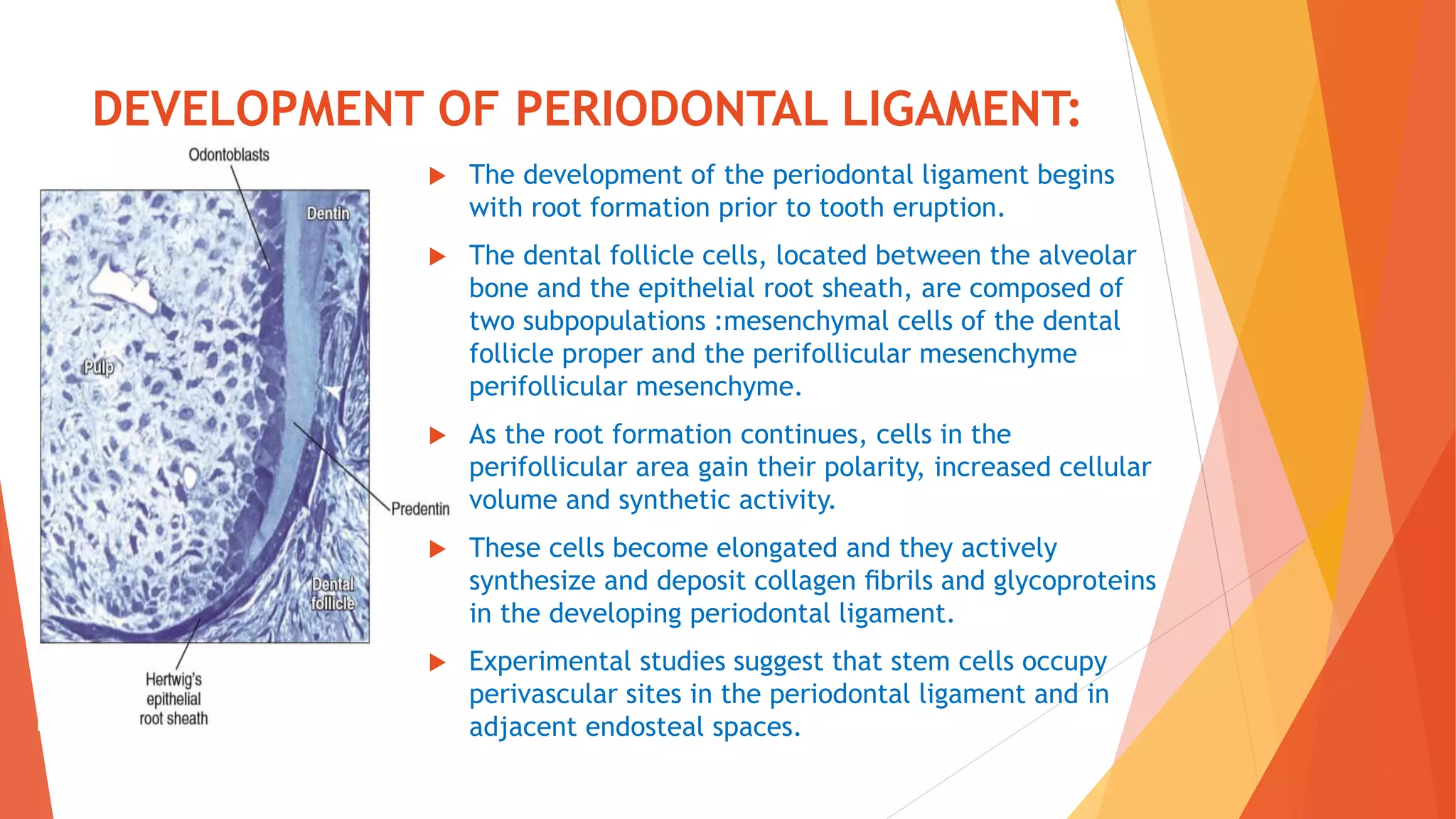 Development of teeth and supporting structures ppt Dr. Vasavi Reddy | PPTX