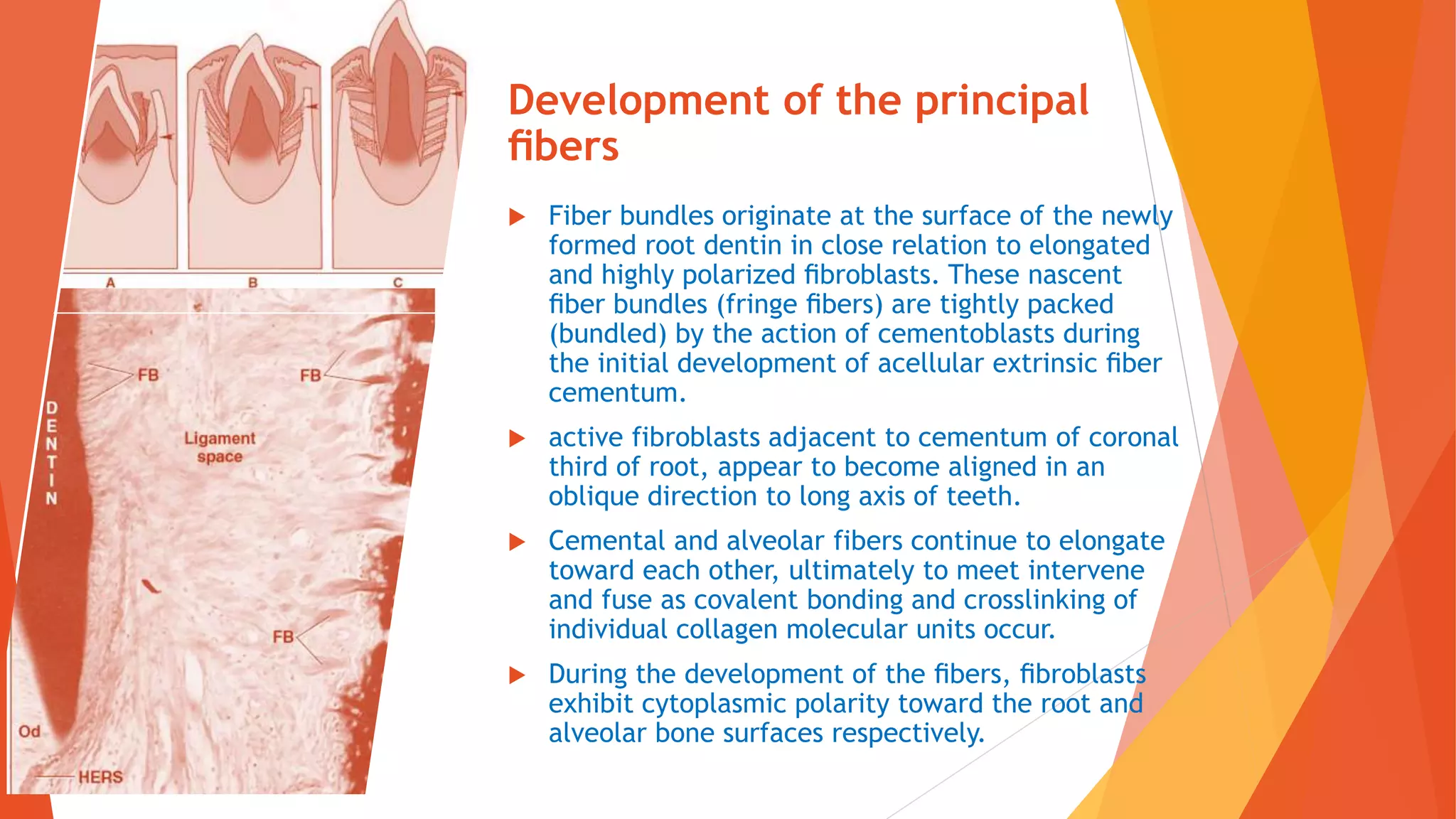 Development of teeth and supporting structures ppt Dr. Vasavi Reddy | PPTX