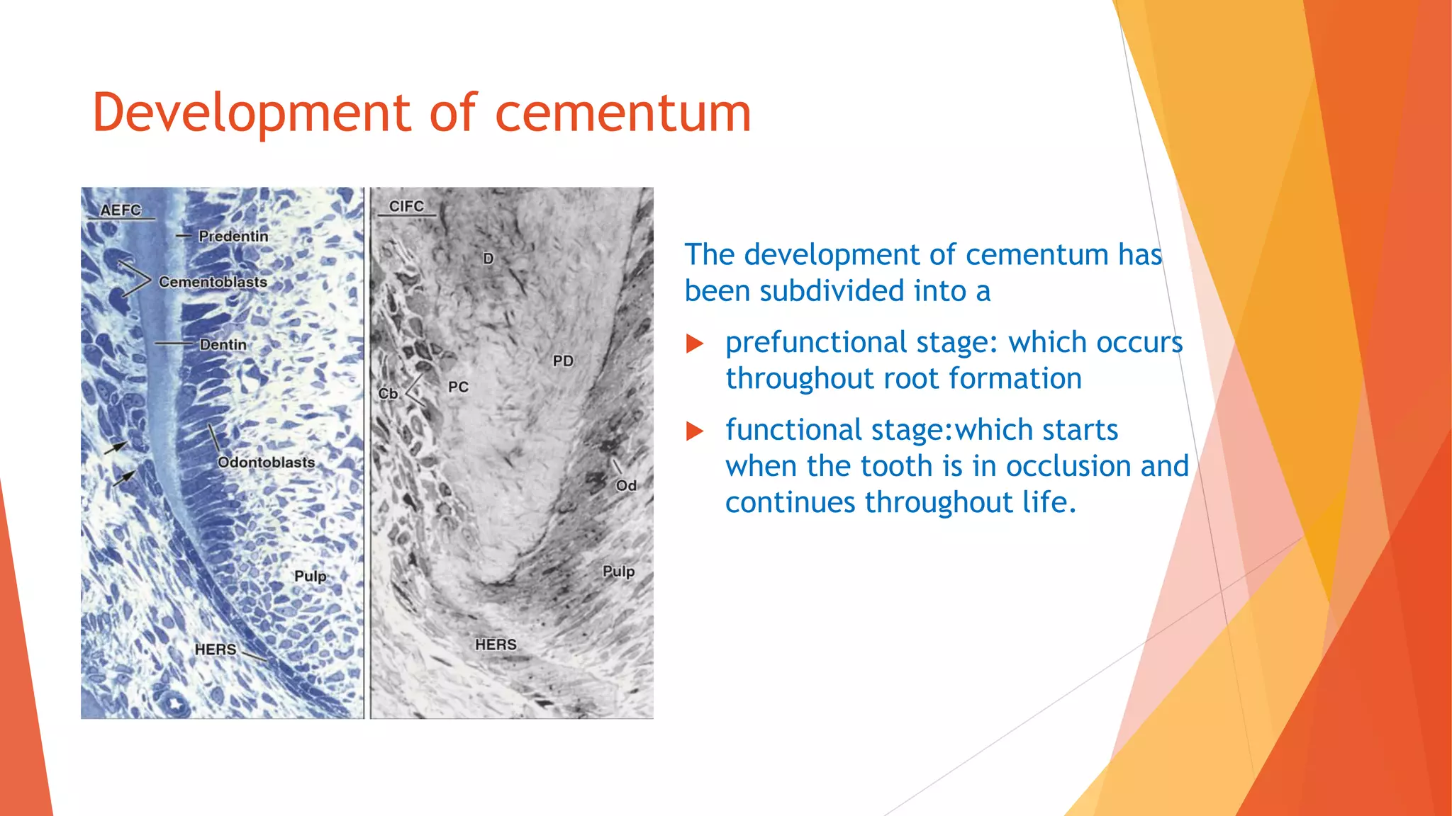 Development of teeth and supporting structures ppt Dr. Vasavi Reddy | PPTX