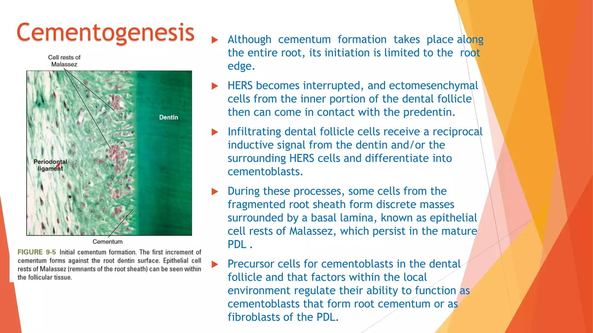Development of teeth and supporting structures ppt Dr. Vasavi Reddy | PPTX