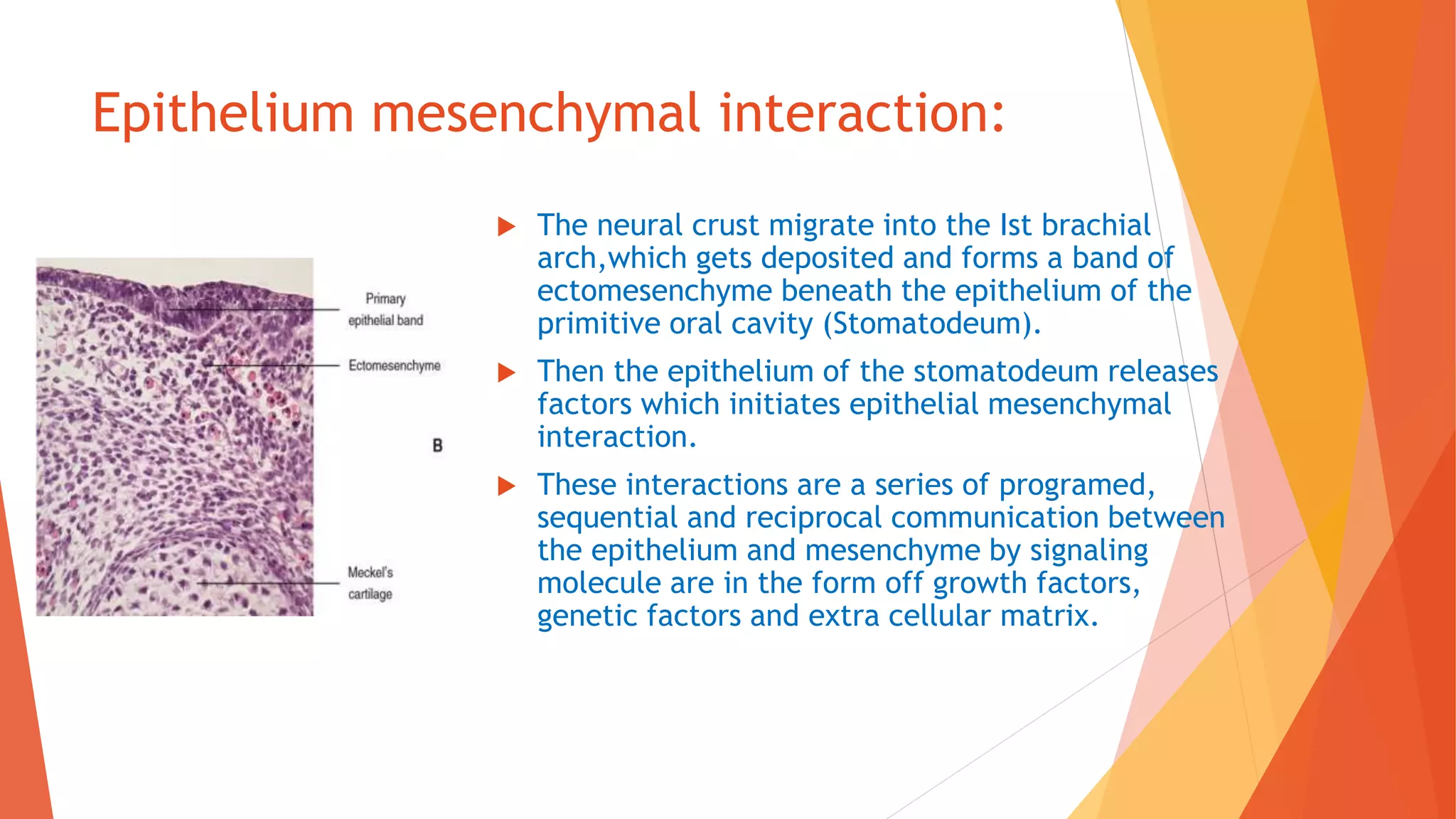 Development of teeth and supporting structures ppt Dr. Vasavi Reddy | PPTX