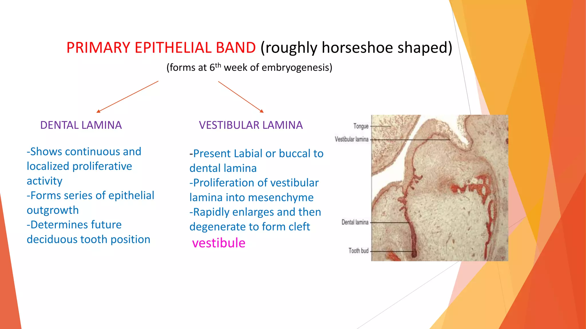 Development of teeth and supporting structures ppt Dr. Vasavi Reddy | PPTX