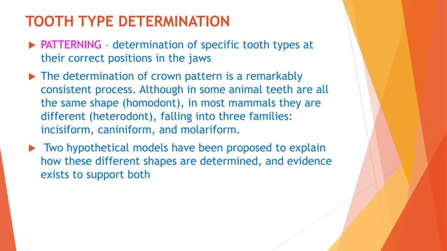 Development of teeth and supporting structures ppt Dr. Vasavi Reddy | PPTX