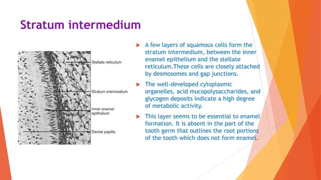 Development of teeth and supporting structures ppt Dr. Vasavi Reddy | PPTX