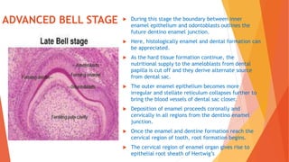 Development of teeth and supporting structures ppt Dr. Vasavi Reddy | PPTX