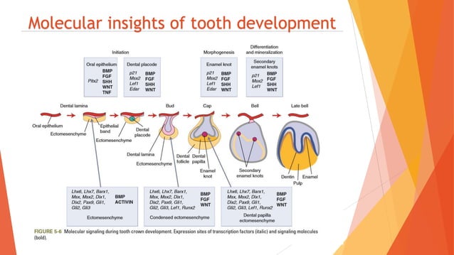 Development of teeth and supporting structures ppt Dr. Vasavi Reddy | PPTX