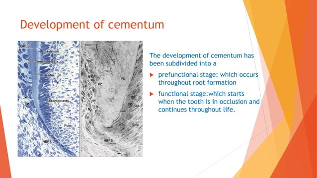 Development of teeth and supporting structures ppt Dr. Vasavi Reddy | PPTX