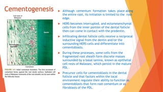Development of teeth and supporting structures ppt Dr. Vasavi Reddy | PPTX