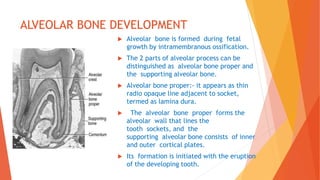 Development of teeth and supporting structures ppt Dr. Vasavi Reddy | PPTX