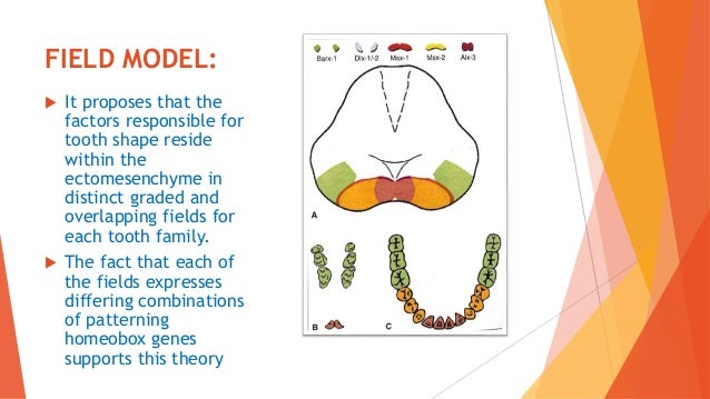 Development of teeth and supporting structures ppt Dr. Vasavi Reddy