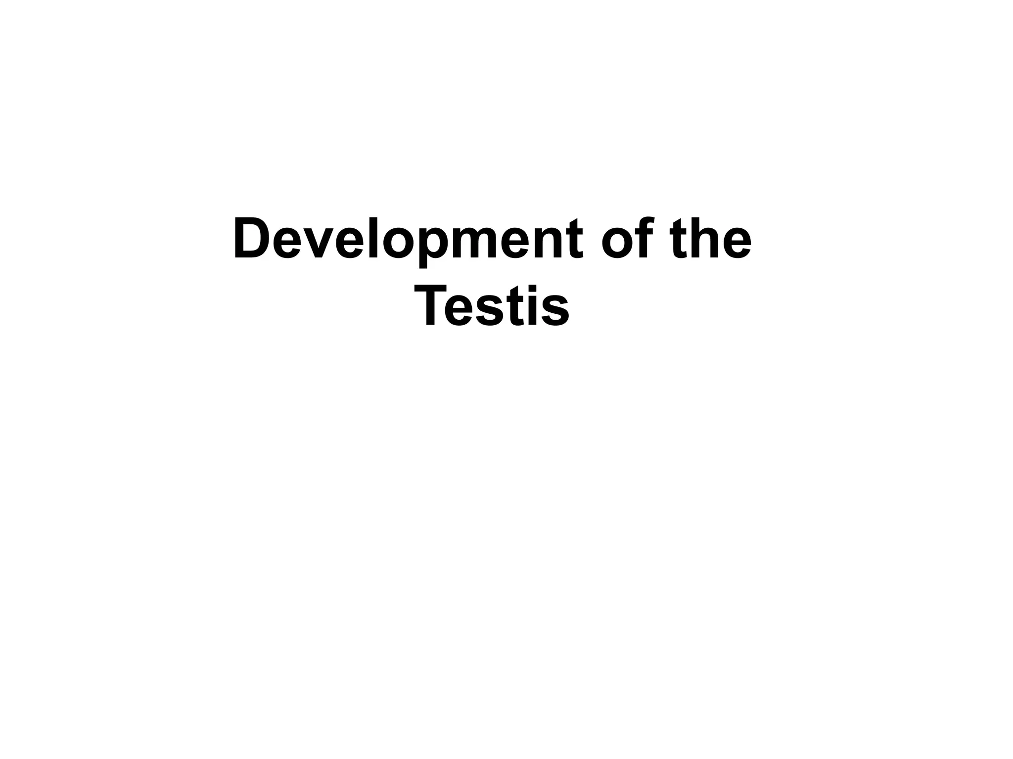 Development of testis & cryptorchidism presentation | PPTX