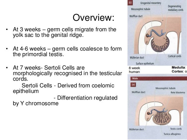 Development of testis & cryptorchidism presentation