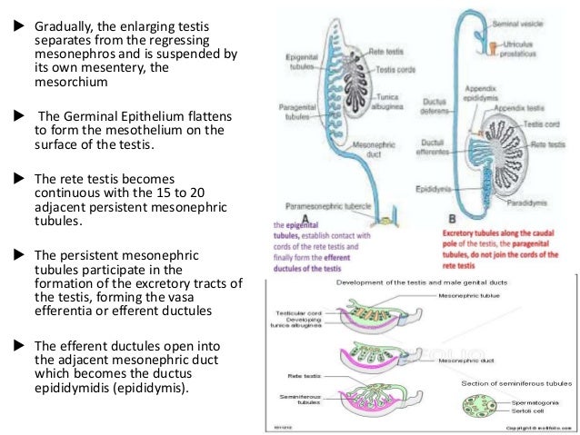 Development of testis & cryptorchidism presentation