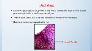 Development Of The Dentition | PPTX