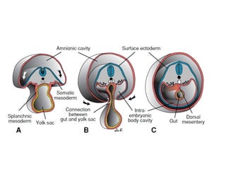 Development Of The Digestive System 11.pptx