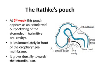 Development of the endocrine gland .pptx