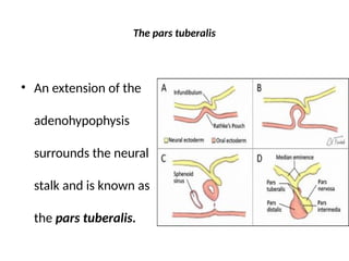 Development of the endocrine gland .pptx