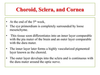 Development of the eyes Jimcale Xamari | PPTX