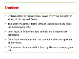 Development of the eyes Jimcale Xamari | PPTX