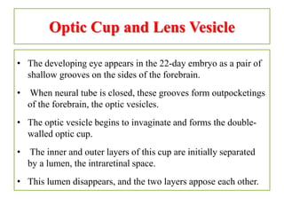 Development of the eyes Jimcale Xamari | PPTX