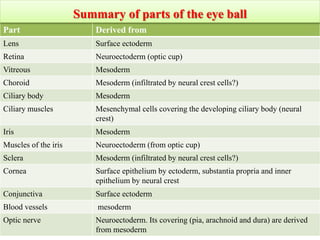 Development of the eyes Jimcale Xamari | PPTX