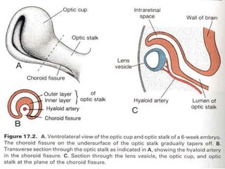 Development of the eyes Jimcale Xamari | PPTX