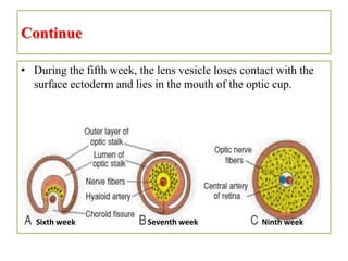 Development of the eyes Jimcale Xamari | PPTX