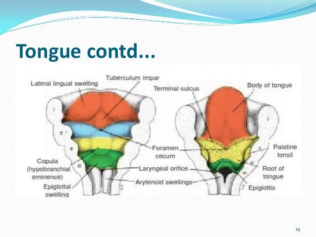 Development of the face