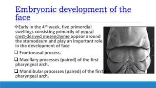 Development of the face | PPTX | Pregnancy | Reproductive Health