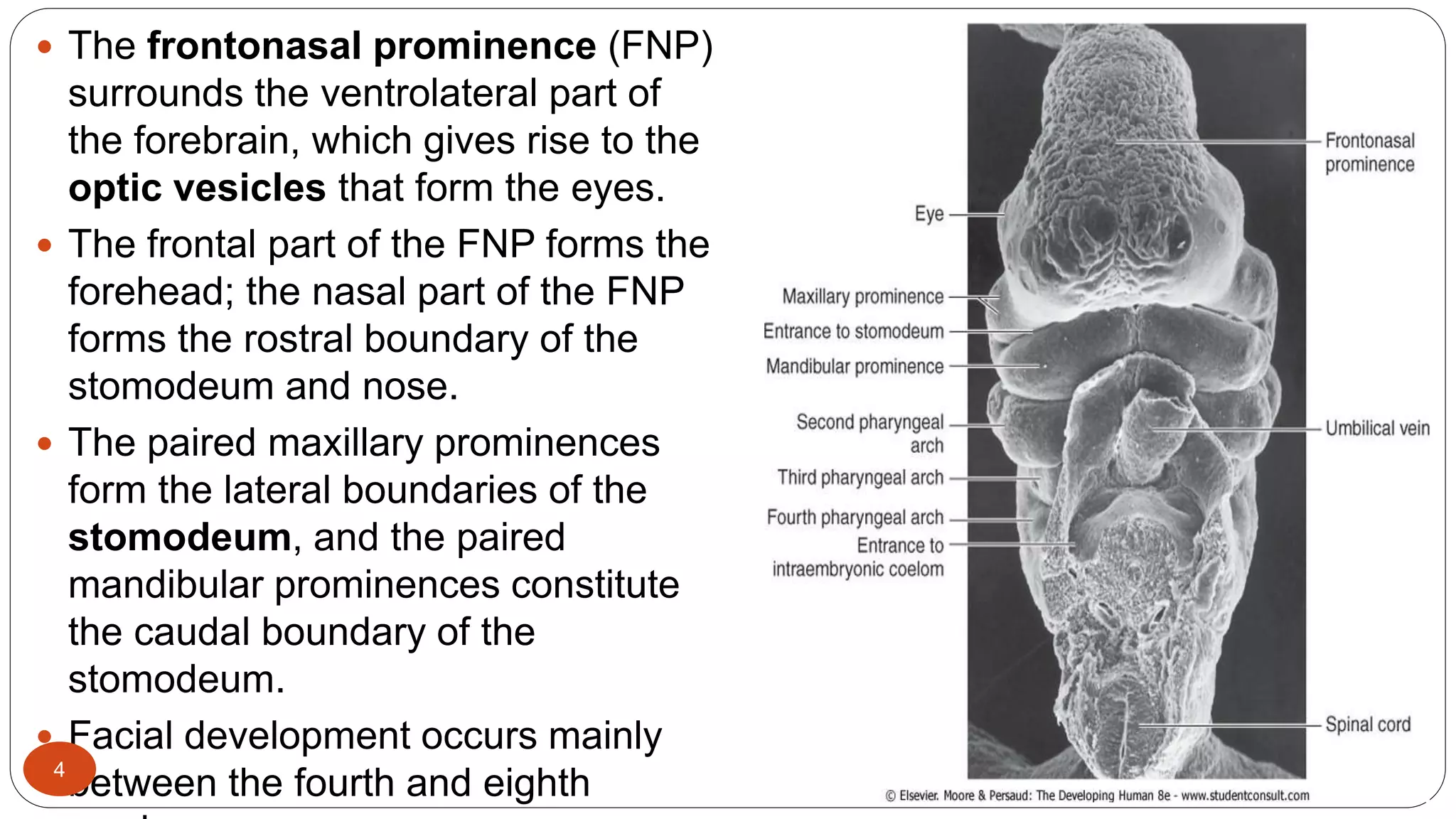 development of the face and palate.pptx