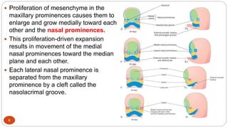 development of the face and palate.pptx