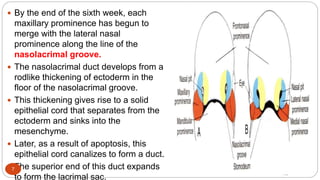 development of the face and palate.pptx