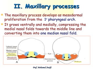 Development of the face, nose, palate | PPT