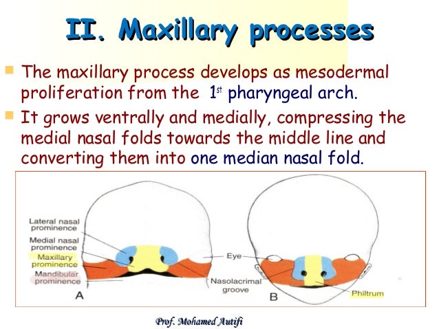 Development of the face, nose, palate