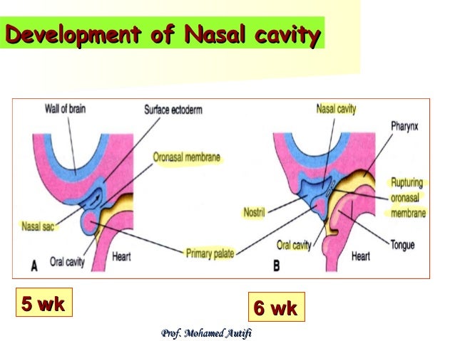 Development of the face, nose, palate