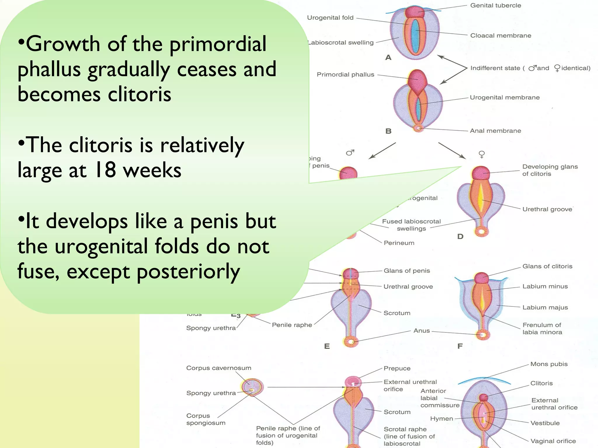 Development of the female genital system | PPT