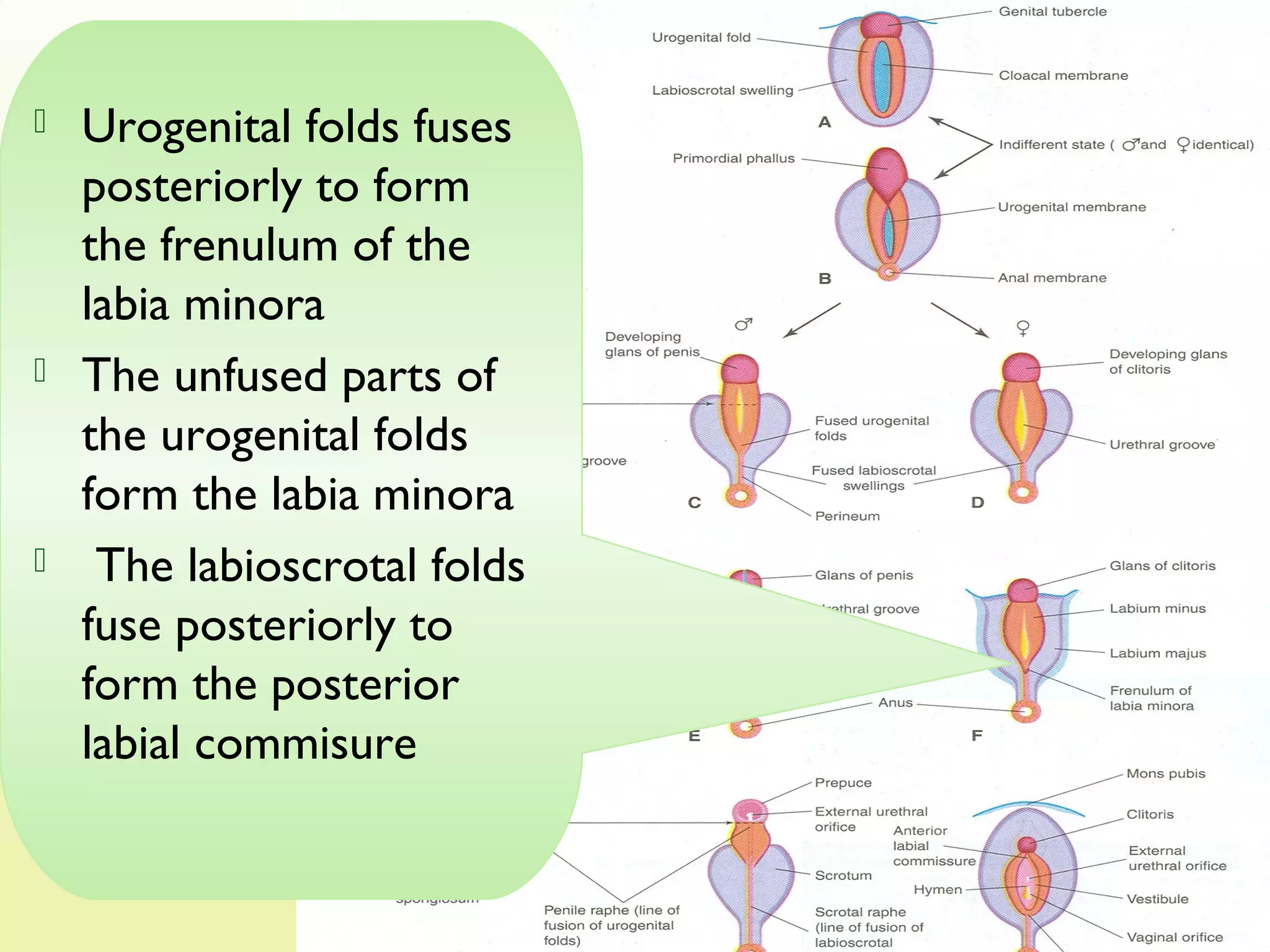 Development of the female genital system | PPT